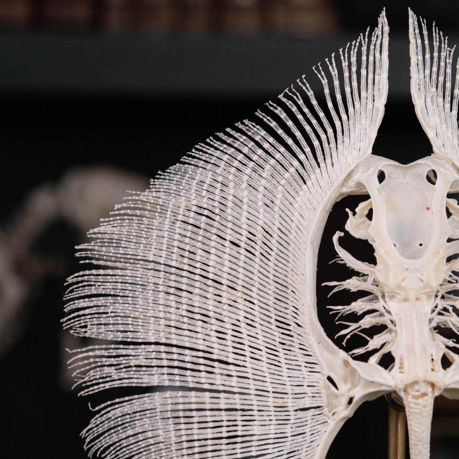 Stingray Skeleton Real Fish Taxidermy | Nautical Gothic Decor, Ocean ...