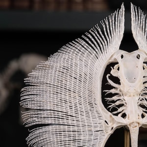 Stingray Skeleton Real Fish Taxidermy | Nautical Gothic Decor, Ocean ...