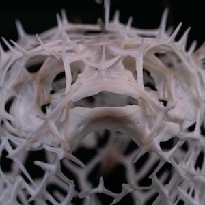 Real Pufferfish Skeleton, Fish Taxidermy, Porcupine Fish - Etsy