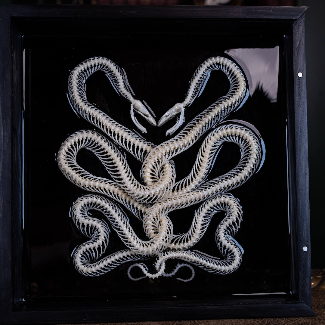 SERPENT LOVE, Real Snake Skeleton, Snake Taxidermy, in Shadow Box - Etsy