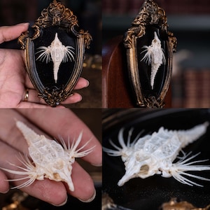 Real Moray Eel Skull 13 Cm, Pharyngeal Jaw, Creepy Horror Oddities Gift ...