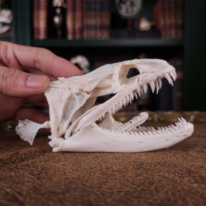 Real Moray Eel Skull 10cm Decor Taxidermy Fish Skeleton Oddity ...