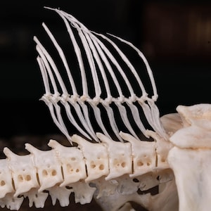 Real Moray Eel Skull 12 Cm, Monster Fish Taxidermy, Pharyngeal Jaw ...