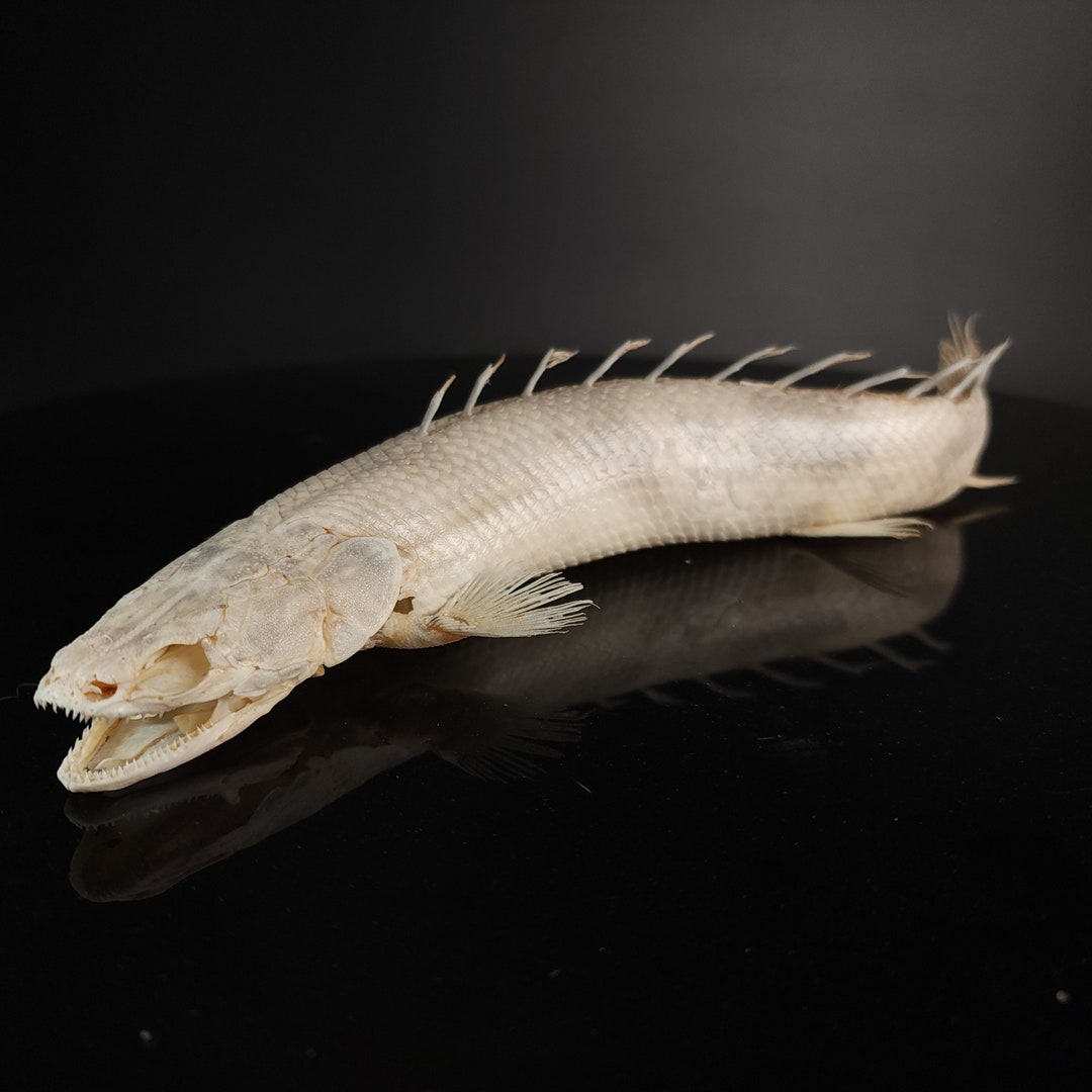 Real Mottled Bichir Skeleton Polypterus Weeksii Real Fish - Etsy