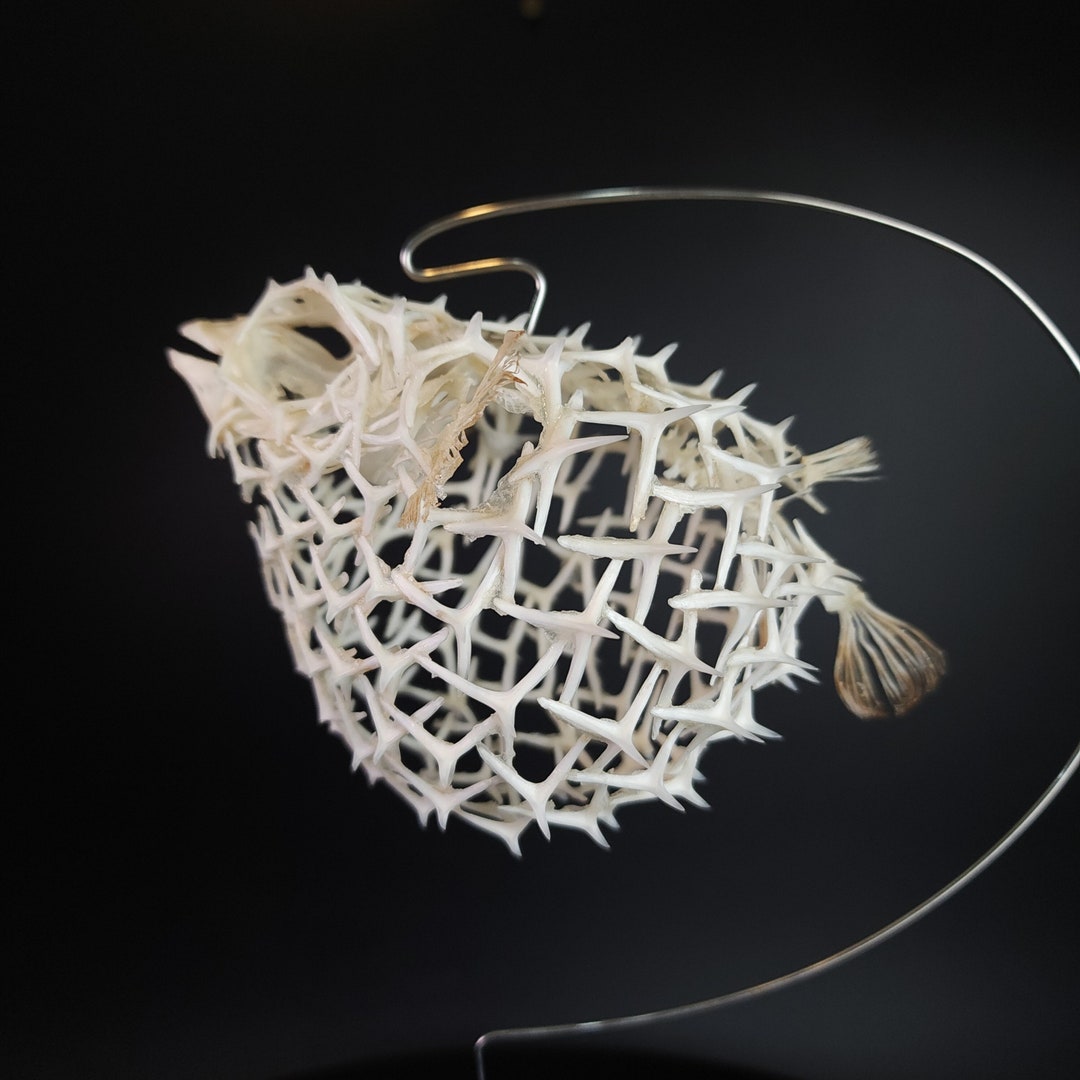 Real Pufferfish Skeleton, Fish Taxidermy, Porcupine Fish - Etsy