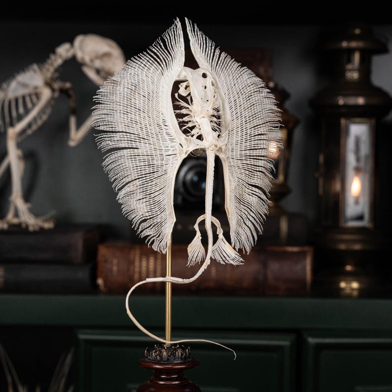 Stingray Skeleton Real Fish Taxidermy | Nautical Gothic Decor, Ocean ...