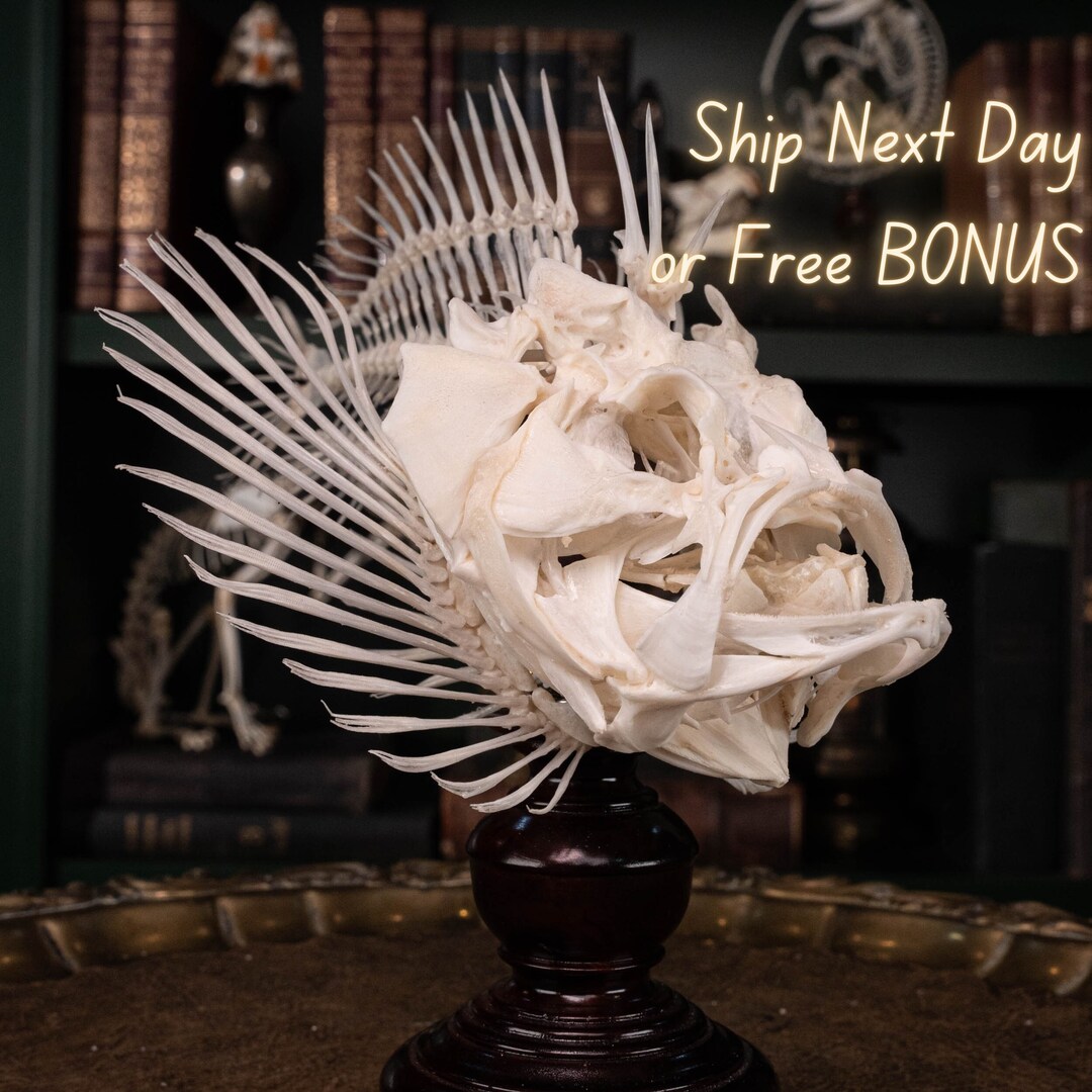 Real Stonefish Skeleton, Poisonous Fish Bones, Oddities Curiosities ...