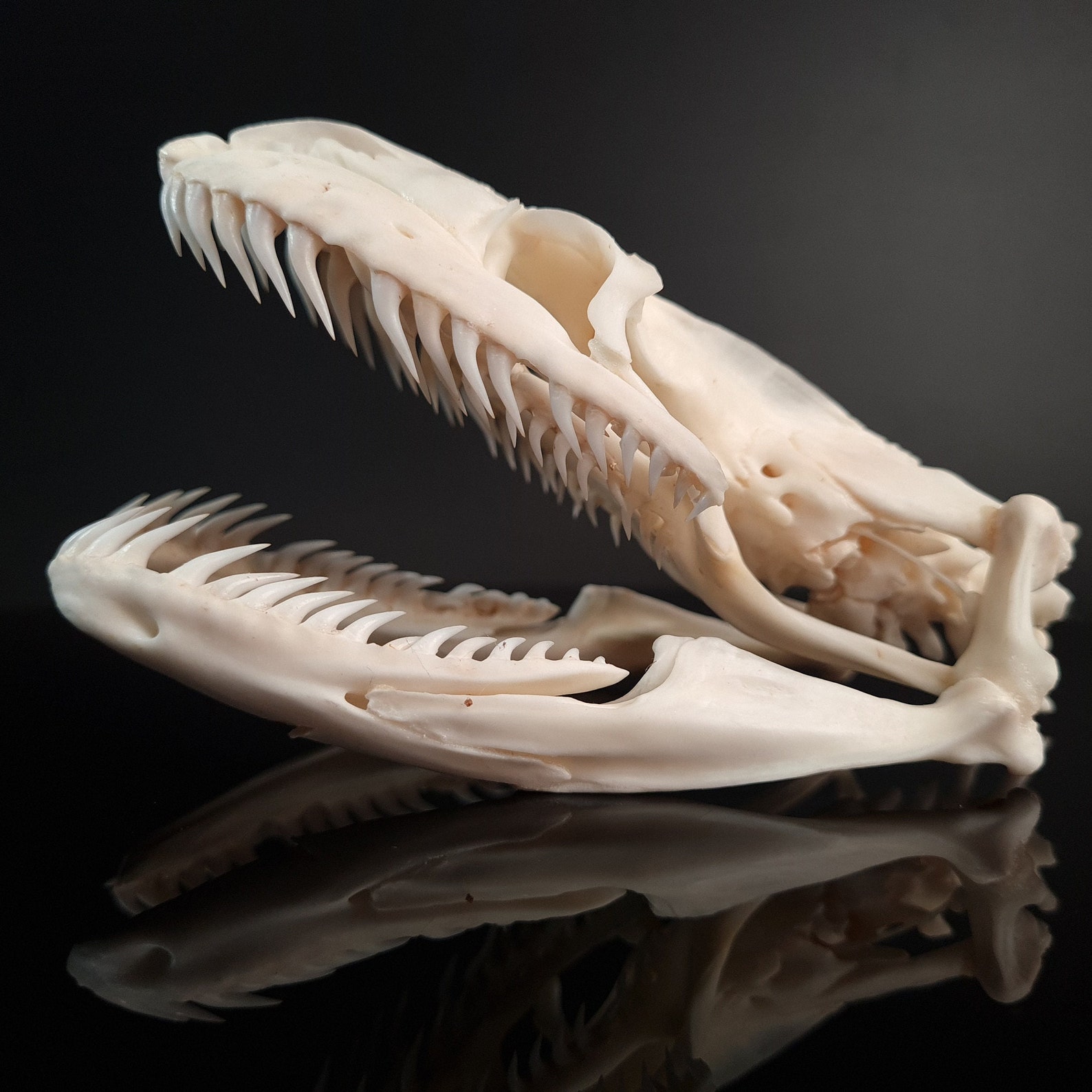 Real Python Skull 11.5 Cm XXL Snake Skull Snake Skeleton - Etsy