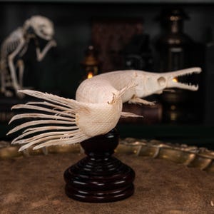 Alligator Gar Skeleton Real Fish Taxidermy, Oddities Curiosities ...