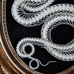 Real Viper Snake Skeleton Snake Taxidermy on Gothic Frame - Etsy UK