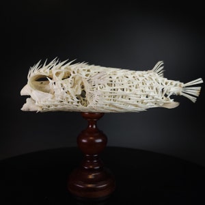 Real Porcupinefish Skeleton 28 Cm, Pufferfish Skeleton, Fish Taxidermy ...