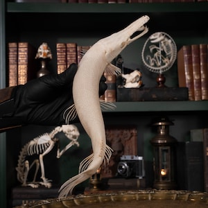 Alligator Gar Skeleton Real Fish Taxidermy, Oddities Curiosities ...
