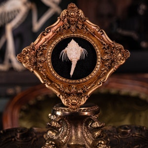 Real Dragon Seamoth, Pegasus Sea Dragon Skeleton, Sea Moth, Pegasidae ...