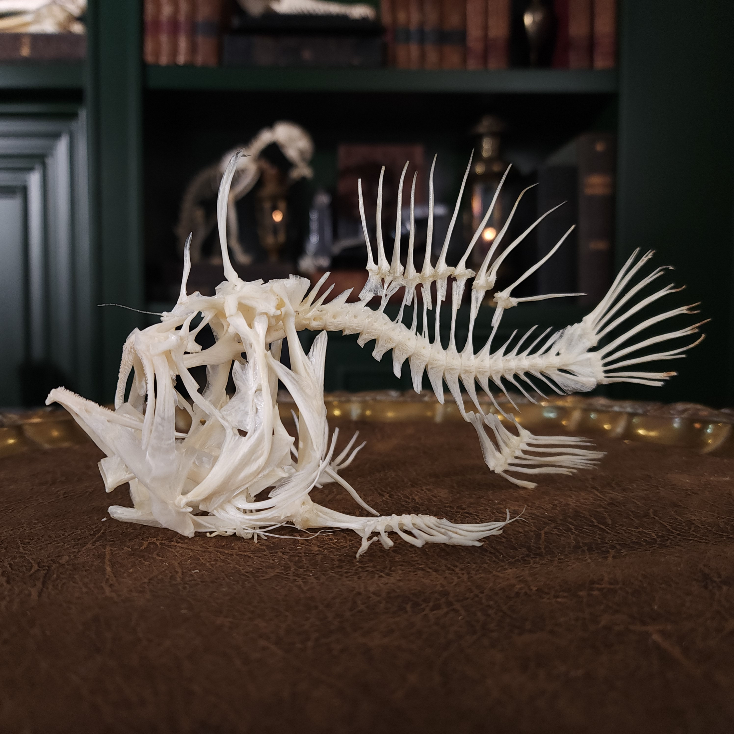 Angler Fish Skeleton