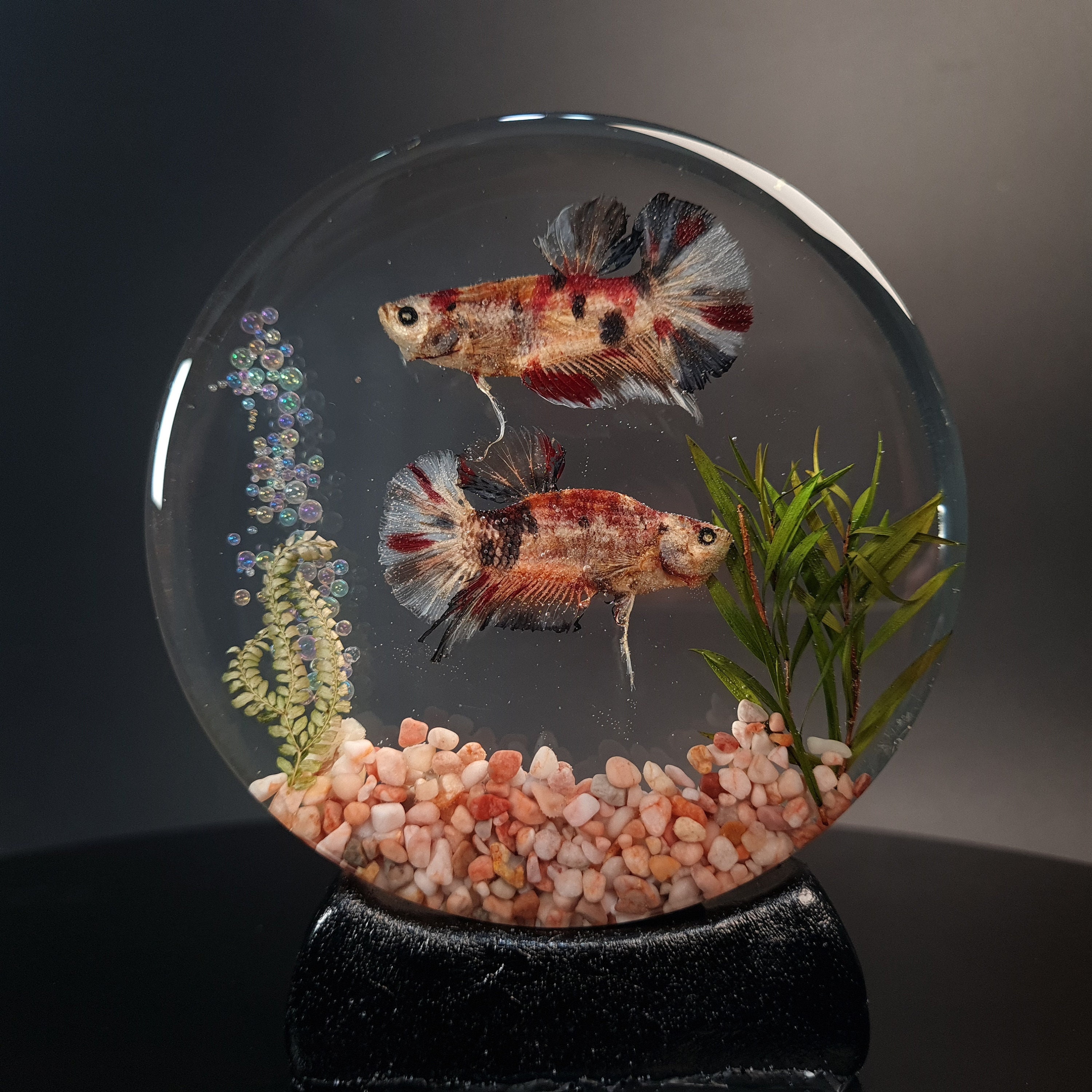 Betta Fish Tanks On Wall