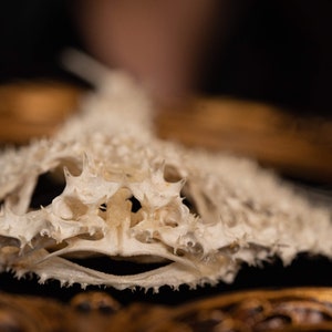 Real Starry Batfish Skeleton, Fish Taxidermy, Halieutaea Sp on Vintage ...