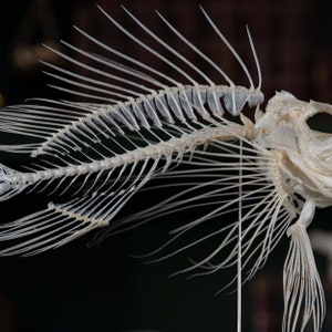 Real Lionfish Skeleton, Dendrochirus, Fish Taxidermy, on Queen Chess ...