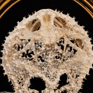 Real Starry Batfish Skeleton, Fish Taxidermy, Halieutaea Sp on Vintage ...