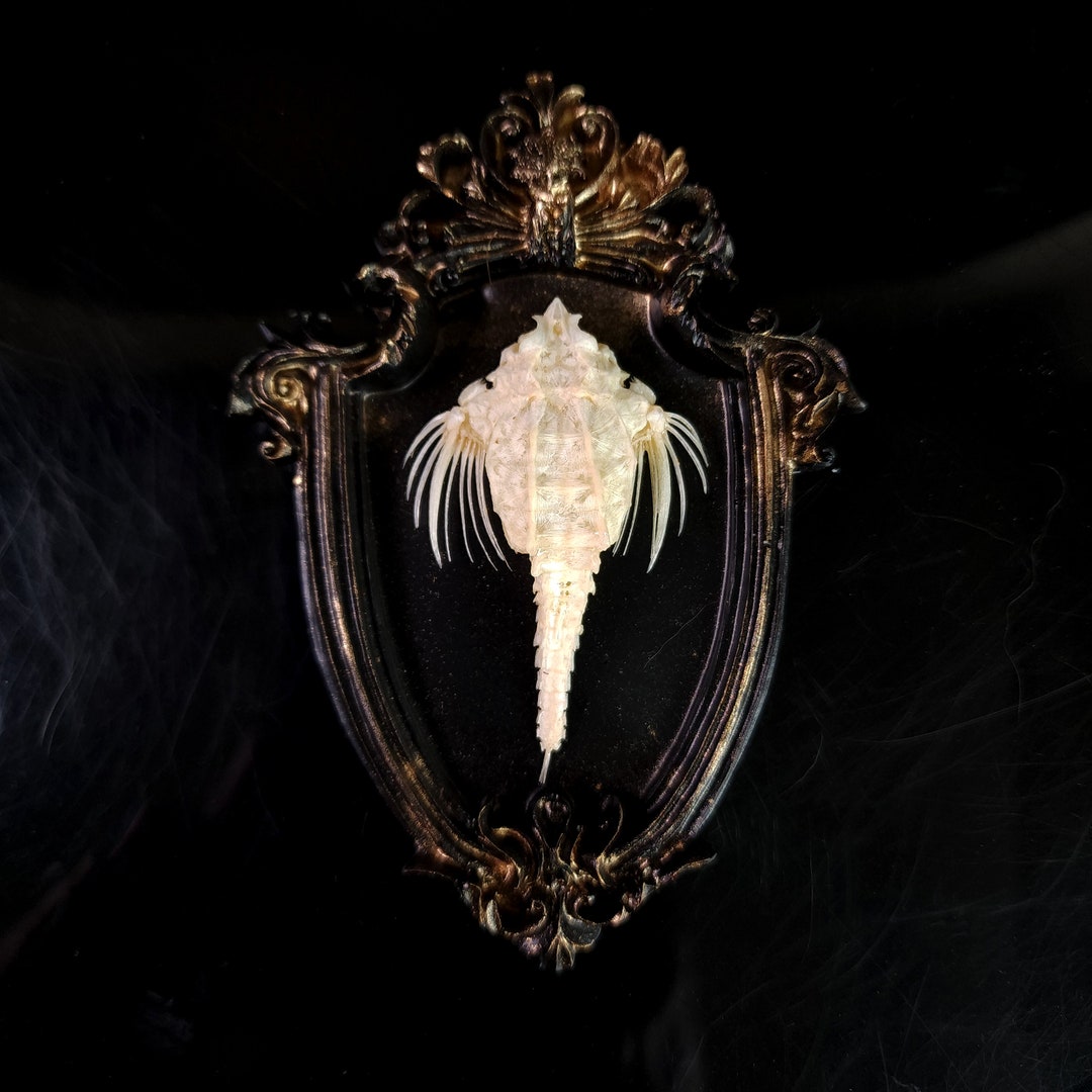 Real Dragon Sea Moth Skeleton, Seamoth, Pegasidae, Fish Taxidermy ...