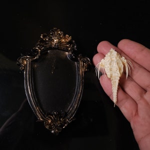 Real Dragon Sea Moth Skeleton, Seamoth, Pegasidae, Fish Taxidermy ...