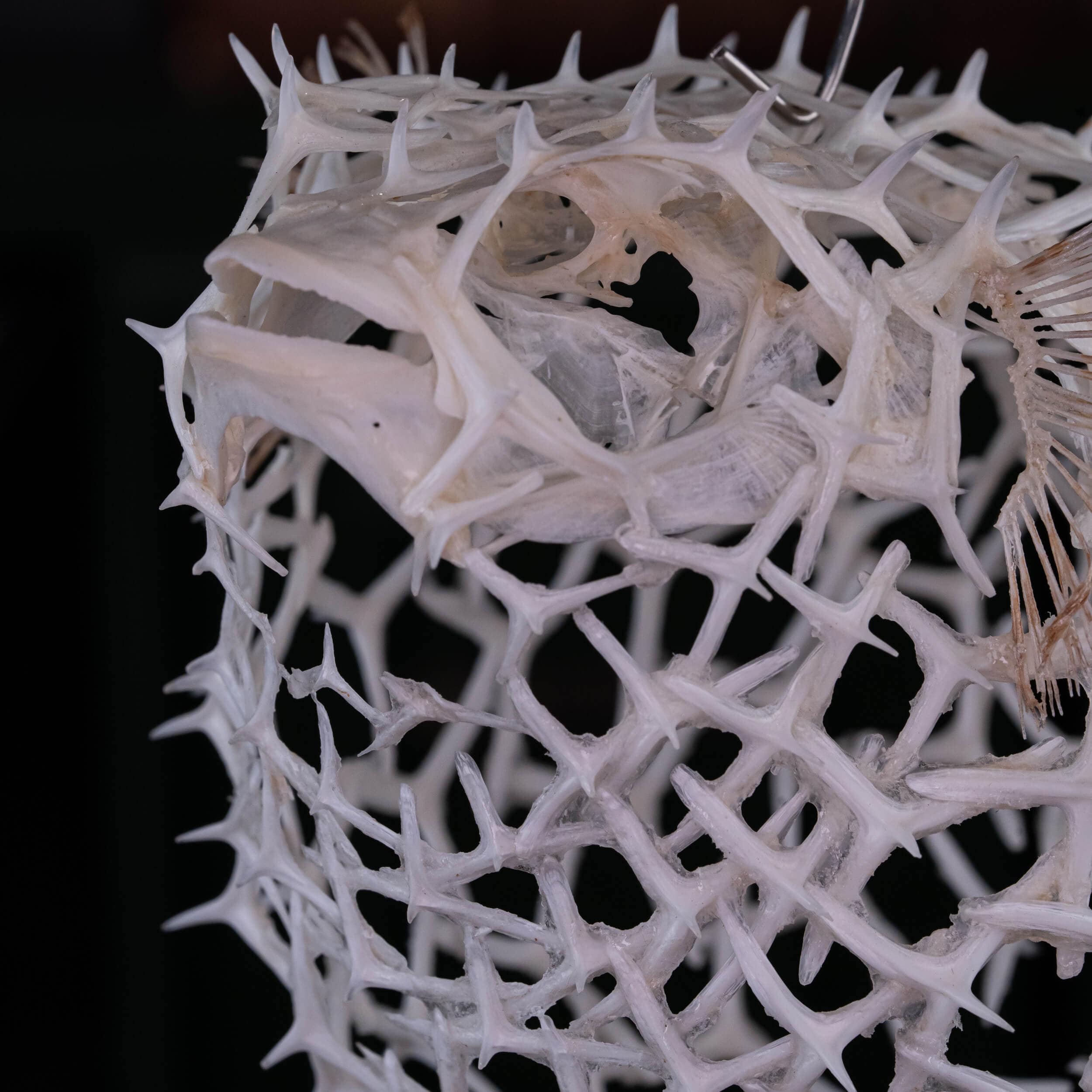 Real Pufferfish Skeleton, Fish Taxidermy, Porcupine Fish - Etsy
