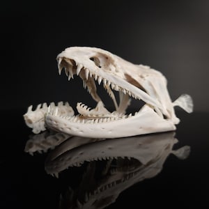 Real Moray Eel Skull 10 Cm, Monster Fish Taxidermy, Pharyngeal Jaw - Etsy
