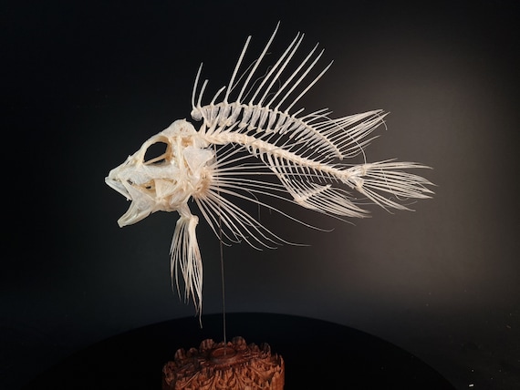 Real Lionfish Skeleton 25 Cm Dendrochirus Fish Taxidermy on - Etsy