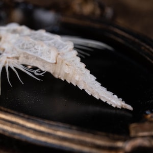 Real Dragon Sea Moth Skeleton, Seamoth, Pegasidae, Fish Taxidermy ...
