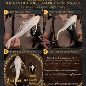 Real Pleco Fish Skeleton Taxidermy: Gothic Oddities Decor - Etsy