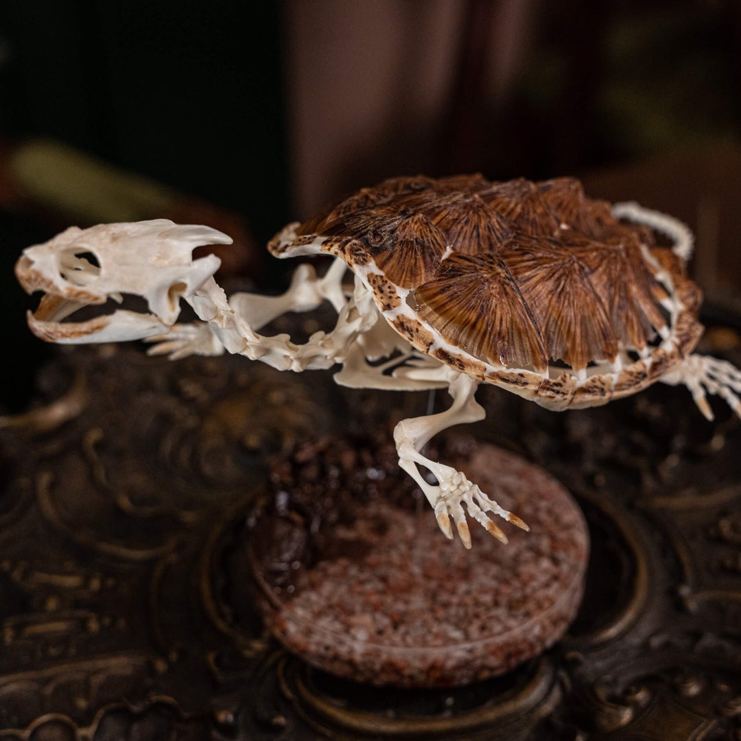 Real Snapping Turtle Skeleton Turtle Taxidermy Turtle Skull - Etsy