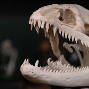 Real Moray Eel Skull 13 Cm, Pharyngeal Jaw, Creepy Horror Oddities Gift ...