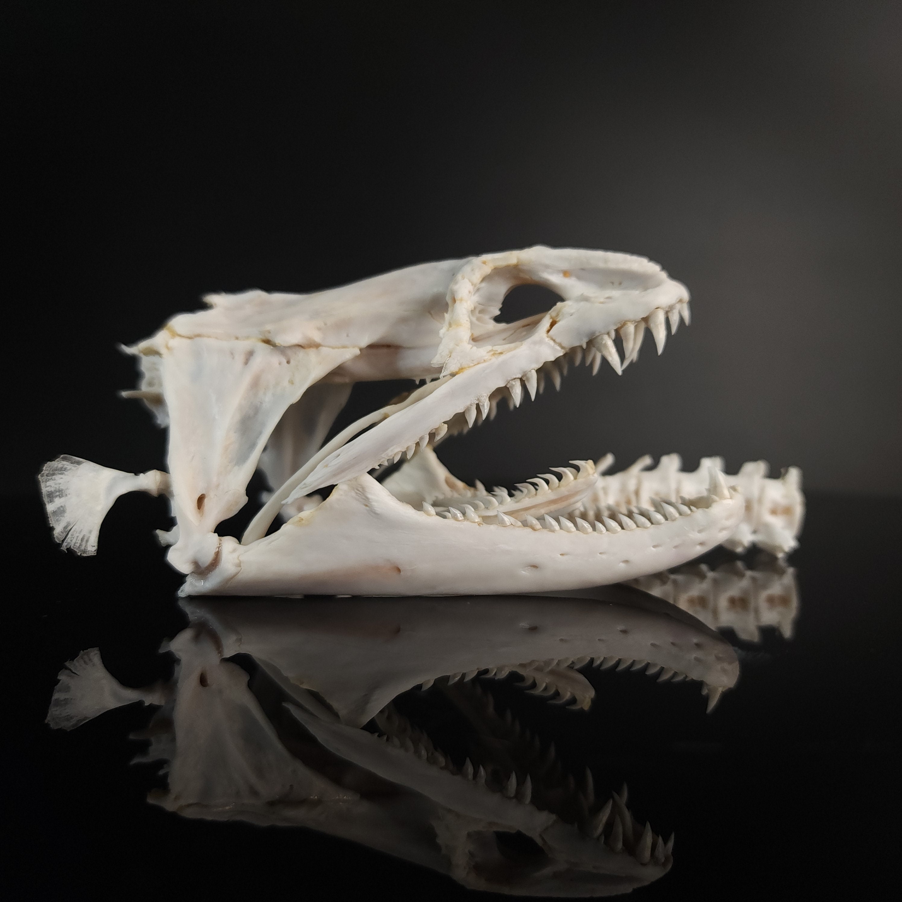 Giant Skeletons Two Rows Of Teeth