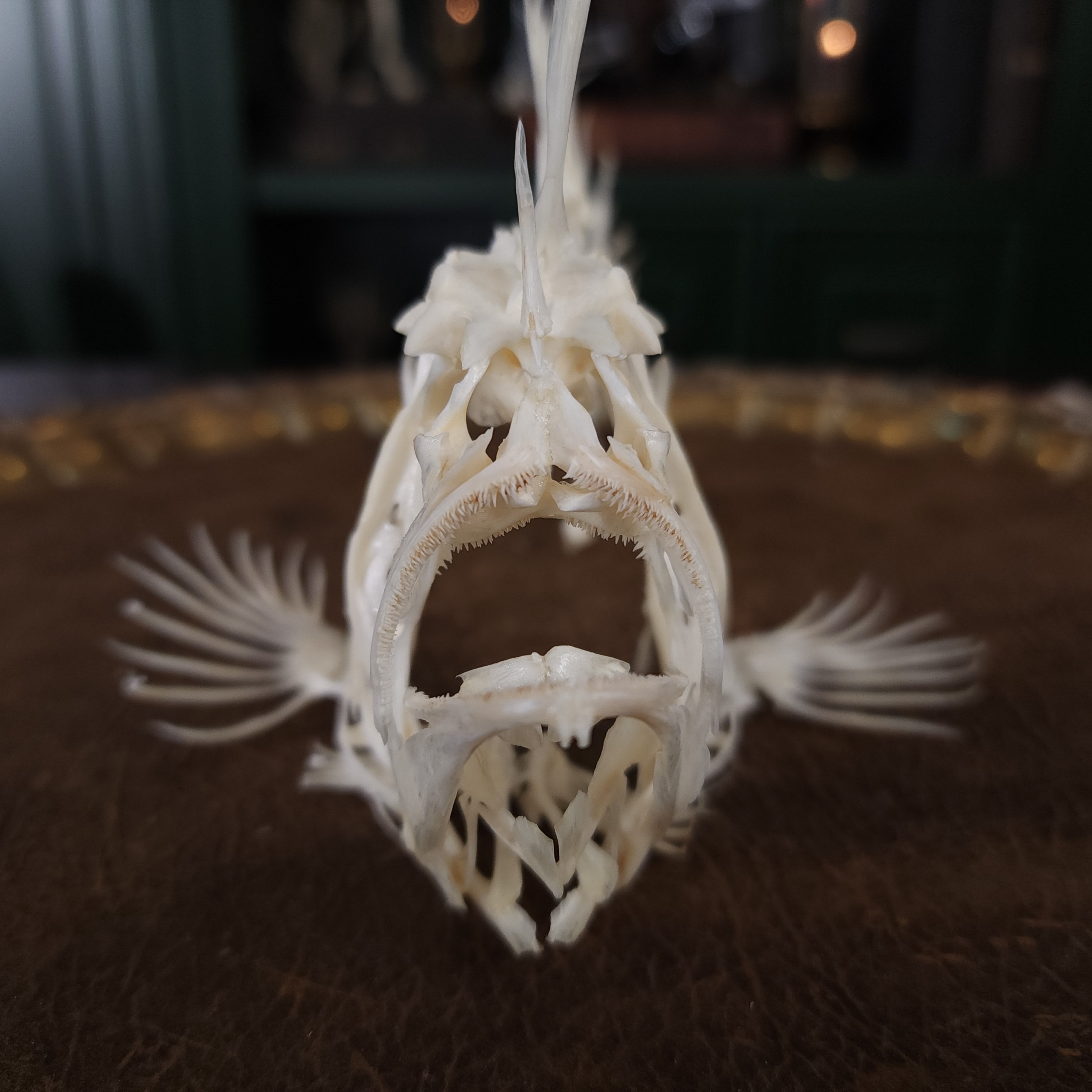 Frogfish Skeleton