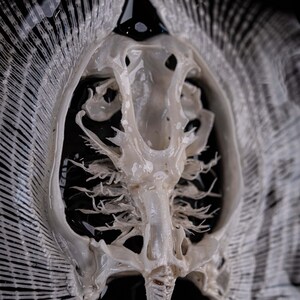 Real Stingray Skeleton on Vintage Frame, Stingray Taxidermy, Fish ...