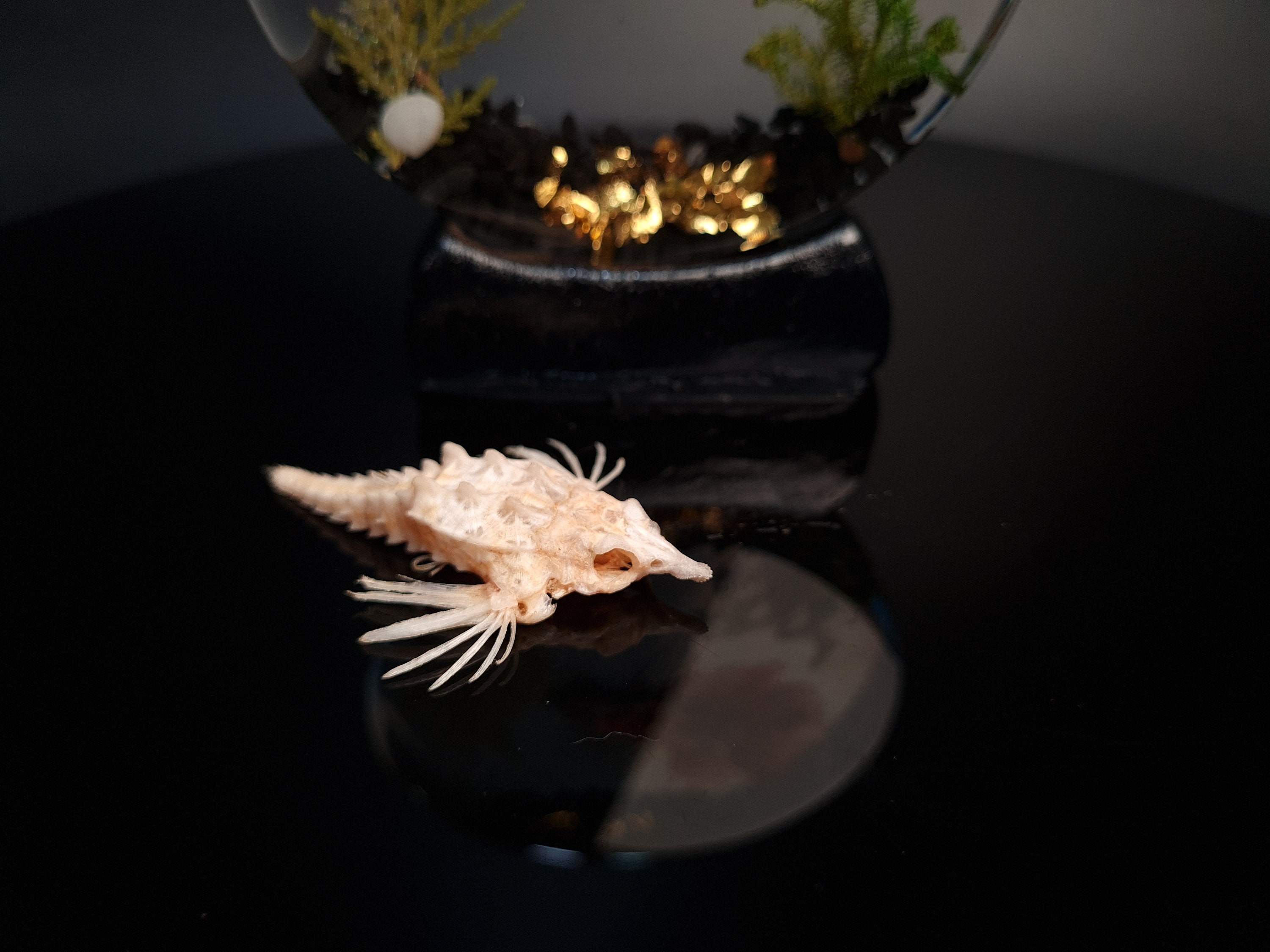 Real BETTA FISH Mummified Fish Fish Taxidermy Resin Art - Etsy