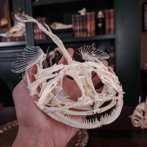 Real Monkfish Skeleton, Lophius, Frog Fish, Sea Devils Monster Fish ...