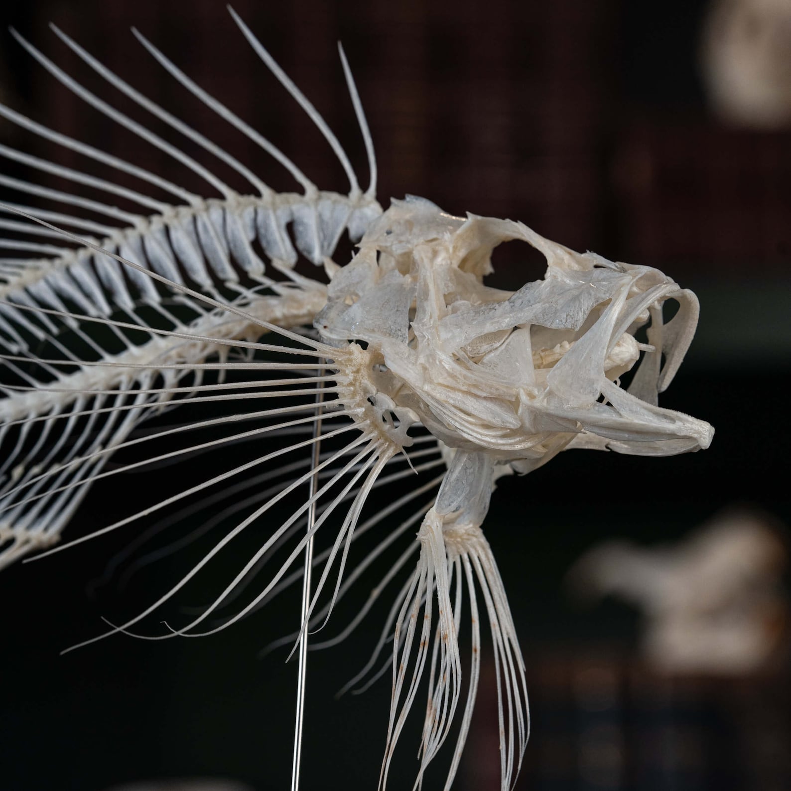Real Lionfish Skeleton, Dendrochirus, Fish Taxidermy, on Queen Chess ...