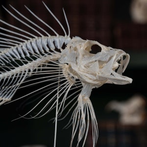 Real Lionfish Skeleton, Dendrochirus, Fish Taxidermy, on Queen Chess ...