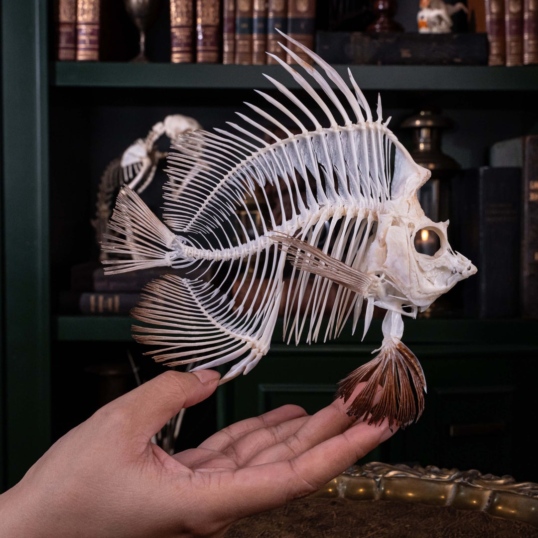 Real Bannerfish Skeleton, Phantom Bannerfish Taxidermy, Fish Anatomy ...