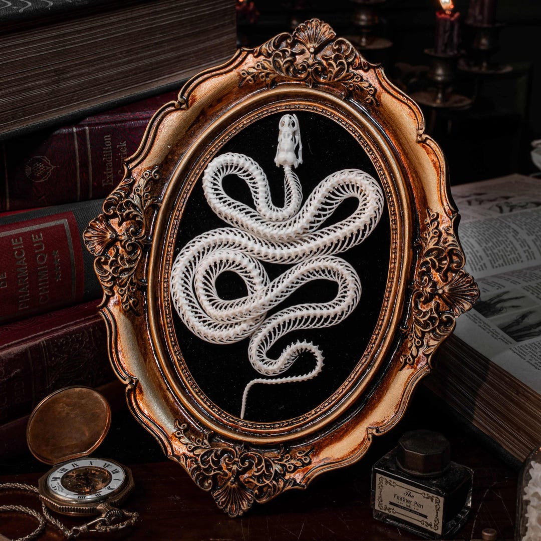 Real Snake Skeleton Taxidermy: Gothic Halloween Decor in Vintage Frame ...