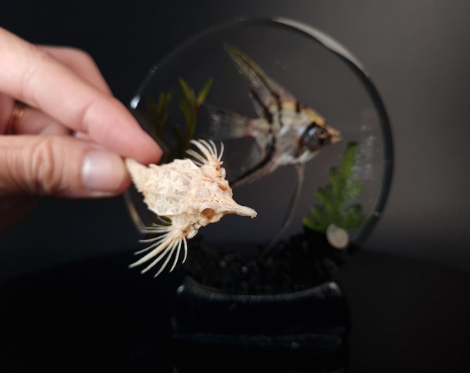 Real Angelfish Mummified Fish Fish Taxidermy Pterophyllum - Etsy