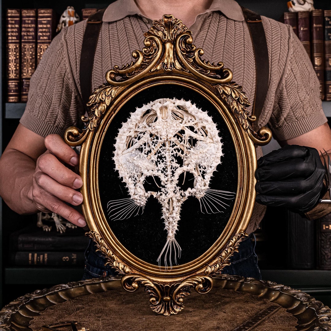 Real Starry Batfish Skeleton, Fish Taxidermy, Halieutaea Sp Bones ...