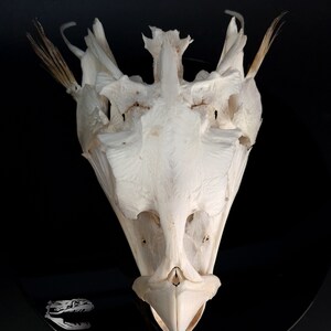 Real Silver Toadfish Skull, Silver Toadfish Skeleton, Lagocephalus ...