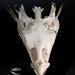 Real Silver Toadfish Skull, Silver Toadfish Skeleton, Lagocephalus ...