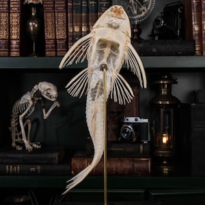 Real Pleco Fish Skeleton Taxidermy: Gothic Oddities Decor - Etsy