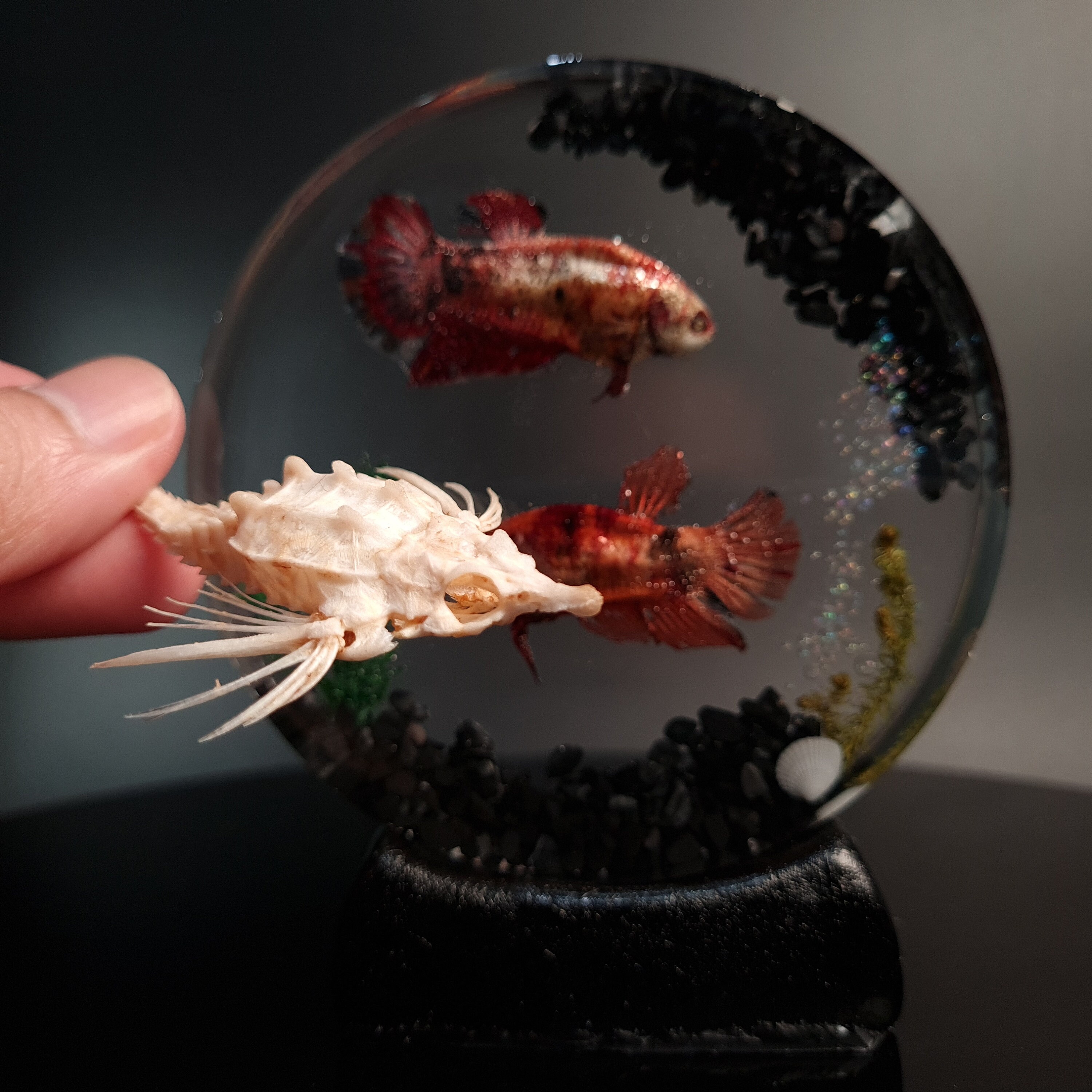 Real BETTA FISH Couple Mummified Fish Fish Taxidermy Resin - Etsy