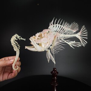 Real Red Scorpionfish Skeleton Poisonous Fish Scorpaena - Etsy