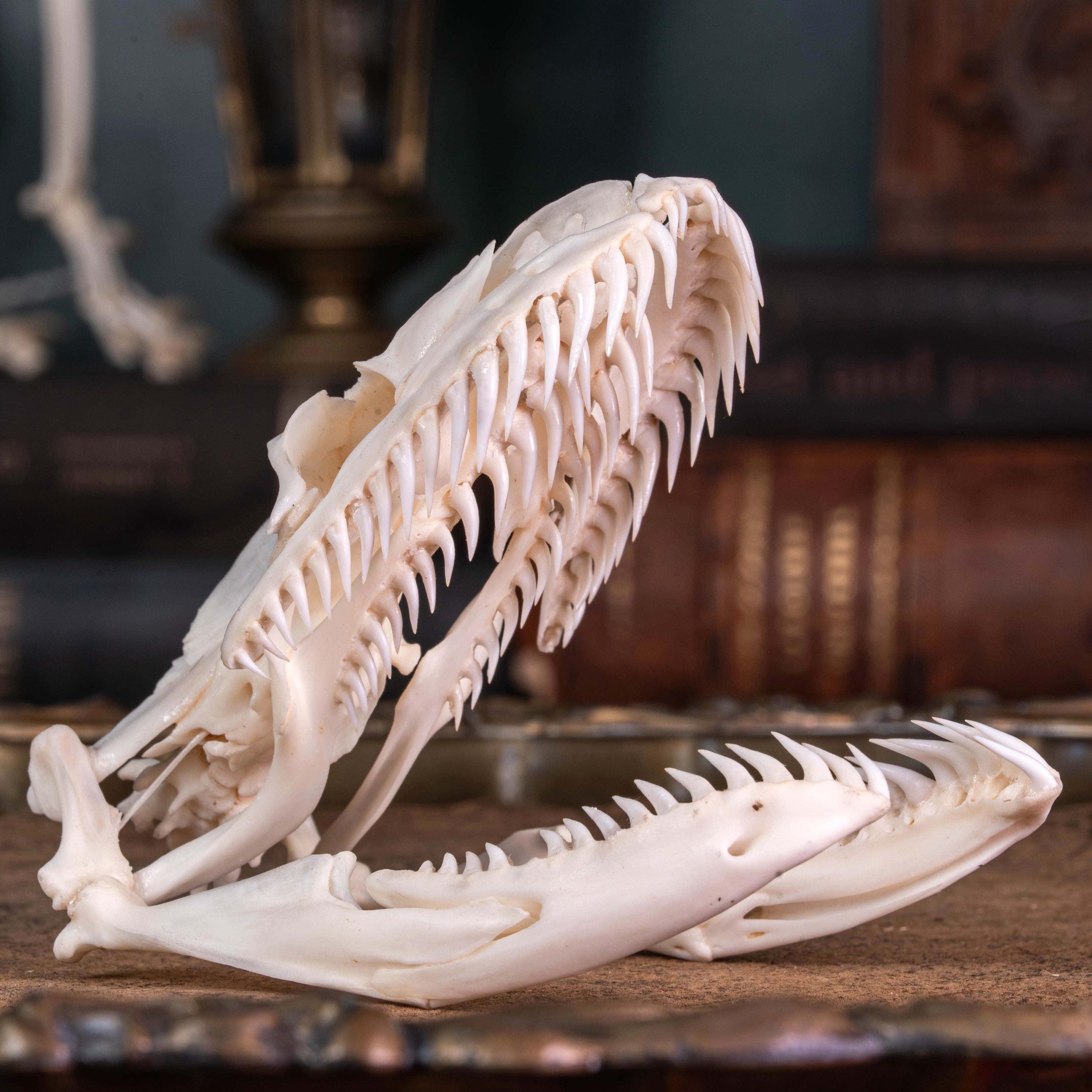 Real Python Skull 10 Cm | Snake Skull Taxidermy Articulated Boa Bone ...