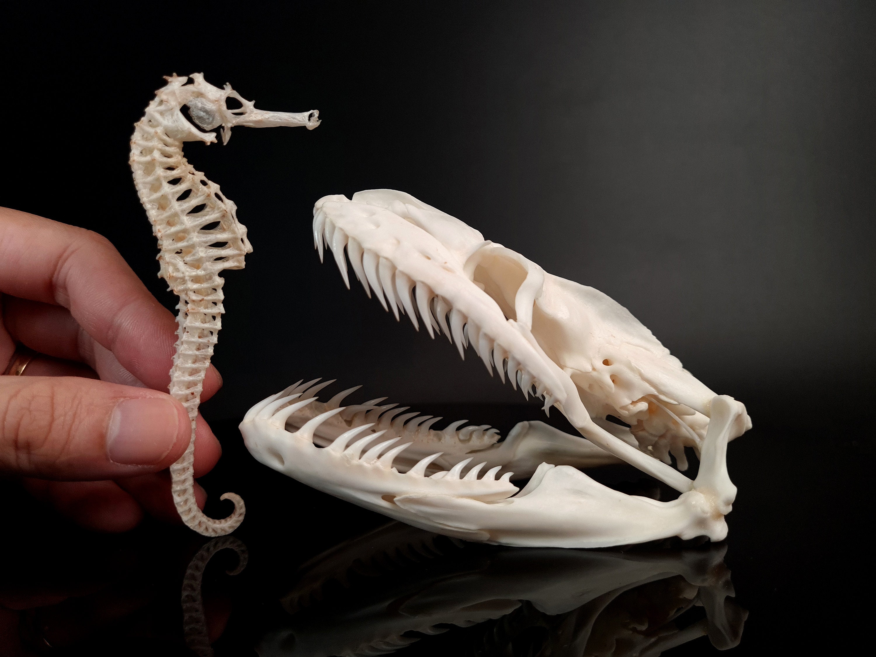 Anaconda Skeleton
