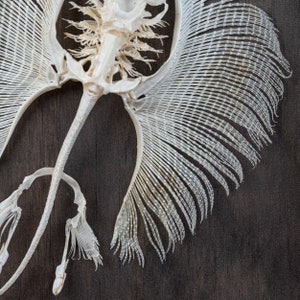 Stingray Skeleton Real Fish Taxidermy - Oddities Collector Marine ...